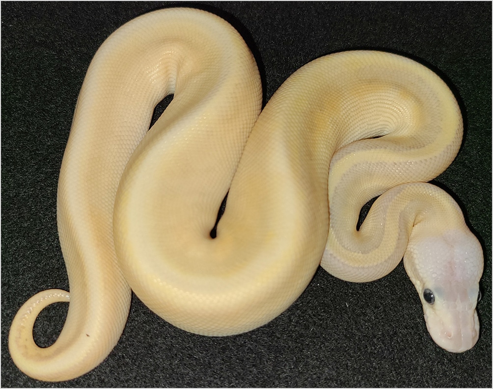Calico Mojave Pinstripe Spider Super Pastel Ball Python by Northwest ...