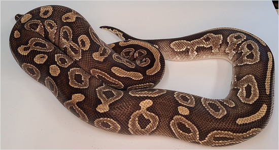 Mojave Yellow Belly Ball Python by Northwest Reptiles