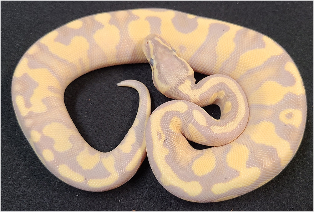 Banana Pastel (Female Maker) Het Piebald, Het VPI Axanthic Ball Python ...