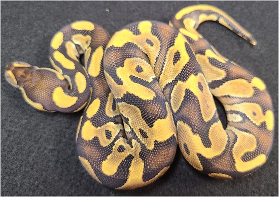 Enchi Mystic Ball Python by Northwest Reptiles