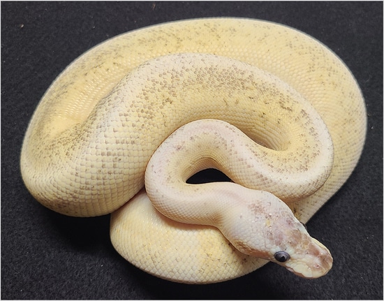 Poss Superfly Pin Bamboo Cinnamon Het Clown Ball Python by Northwest ...