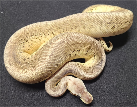 Black Pewter Blast Het Clown Ball Python by Northwest Reptiles