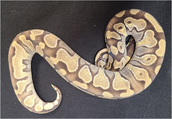 Enchi Mystic Ball Python by Northwest Reptiles