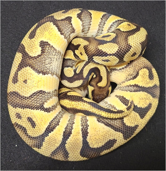 Enchi Mystic Pastel Ball Python by Northwest Reptiles