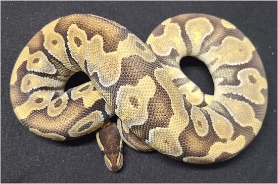 Enchi Mystic Ball Python by Northwest Reptiles