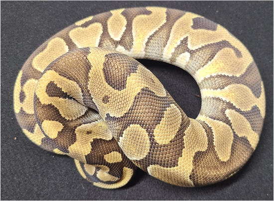 Enchi Mystic Ball Python by Northwest Reptiles