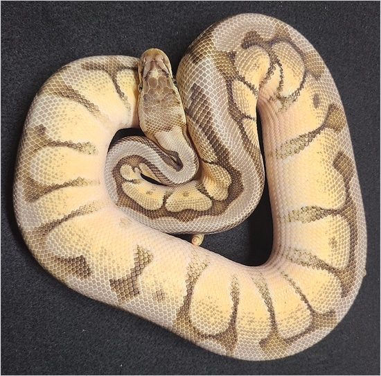 Killer Bee Mojave 50% Orange Ghost Ball Python by Northwest Reptiles
