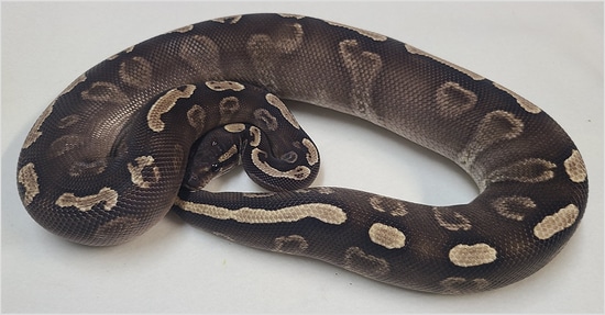 GHI Mojave Ball Python by Northwest Reptiles