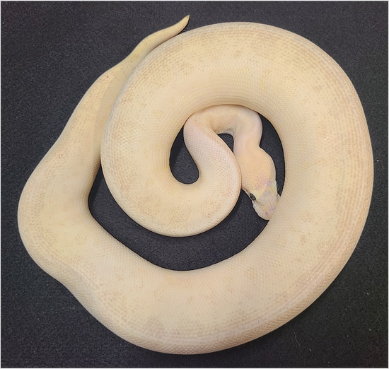 Butter Fire Killer Clown Ball Python by Northwest Reptiles