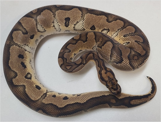 Clown Ball Python by Northwest Reptiles