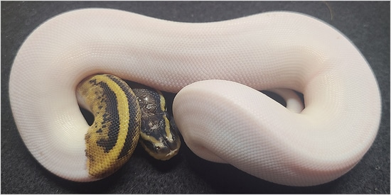 Pied Scaleless Head Het VPI Axanthic Ball Python by Northwest Reptiles