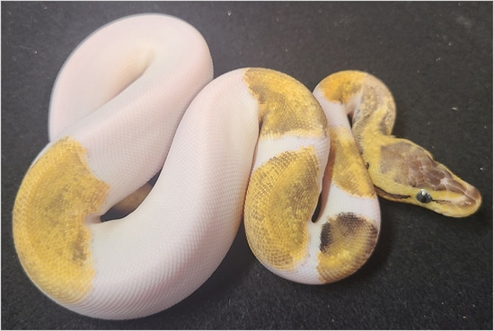 Pastel Piebald Pinstripe Scaleless Head Het VPI Axanthic Ball Python by ...