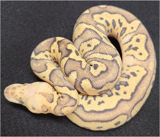 Killer Clown Ball Python by Northwest Reptiles