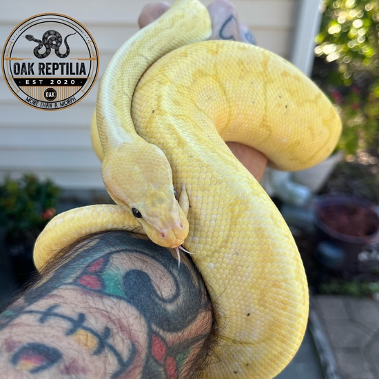 Banana Killer Blast Het Pied Ball Python by Oak Reptilia