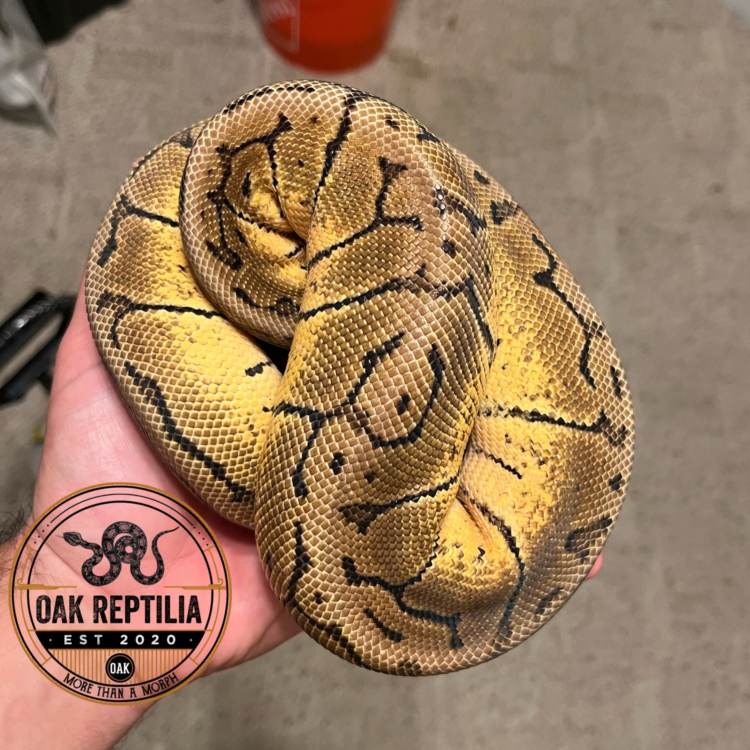 Lemon Blast Het Pied Ball Python by Oak Reptilia - MorphMarket