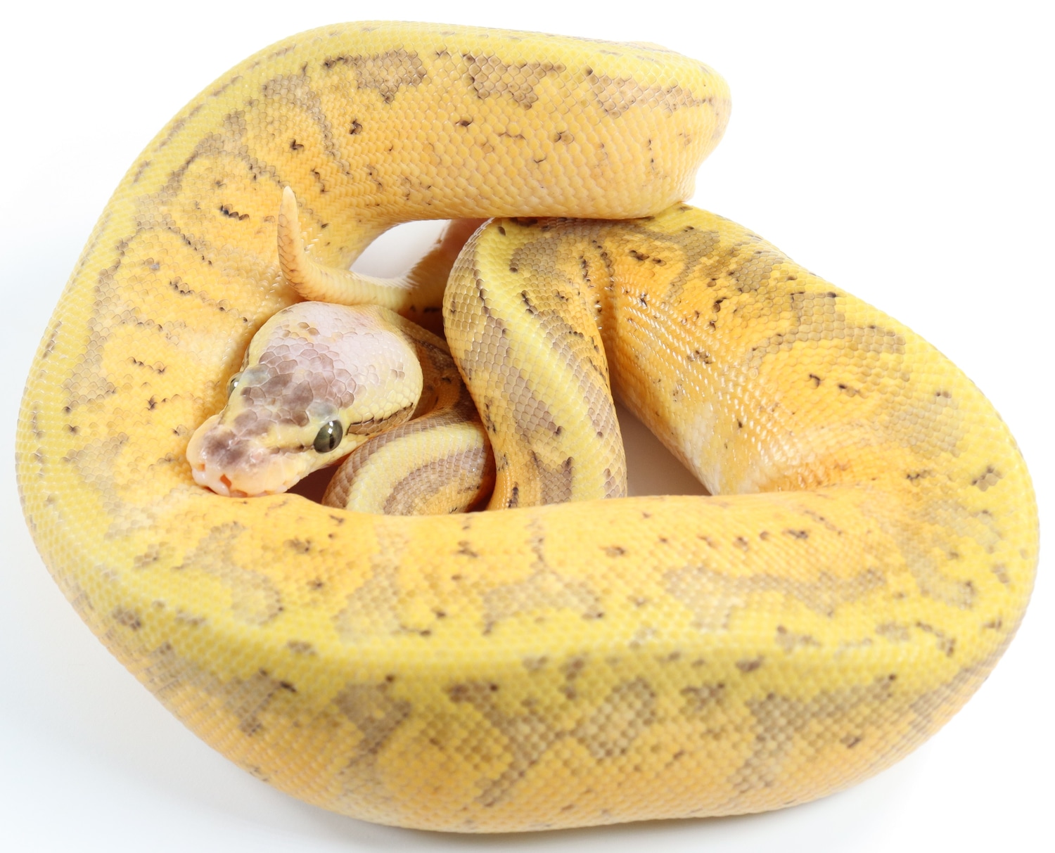 OD Super Blast Het Piebald Ball Python by NY Constrictors - MorphMarket