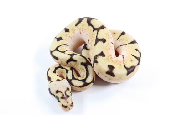 Bumblebee Enchi Ball Python by NY Constrictors