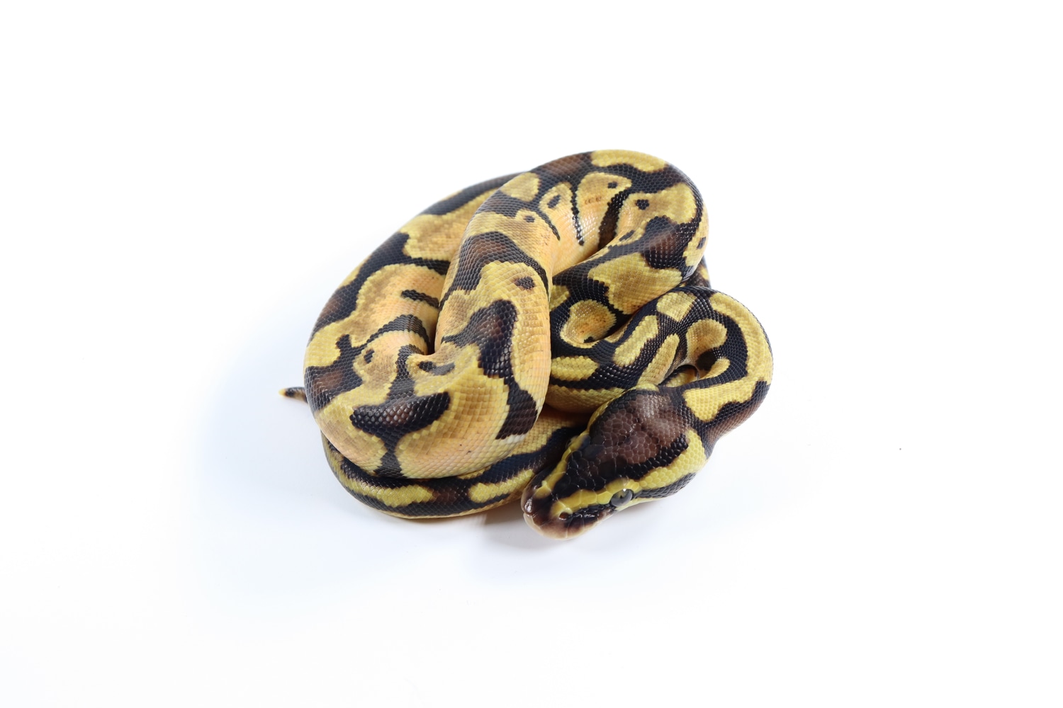 Pastel Enchi Ball Python by NY Constrictors - MorphMarket