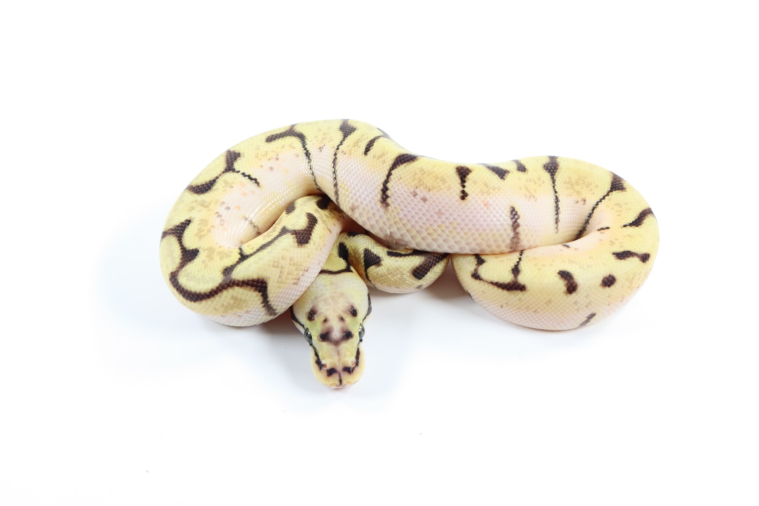 Bumblebee Enchi Ball Python by NY Constrictors - MorphMarket