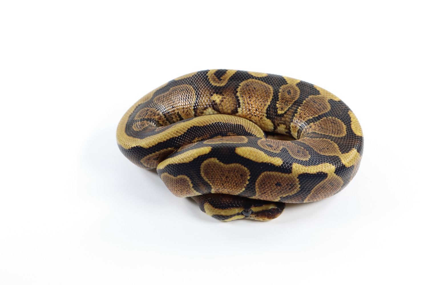 Redstripe Het Piebald Ball Python by NY Constrictors - MorphMarket