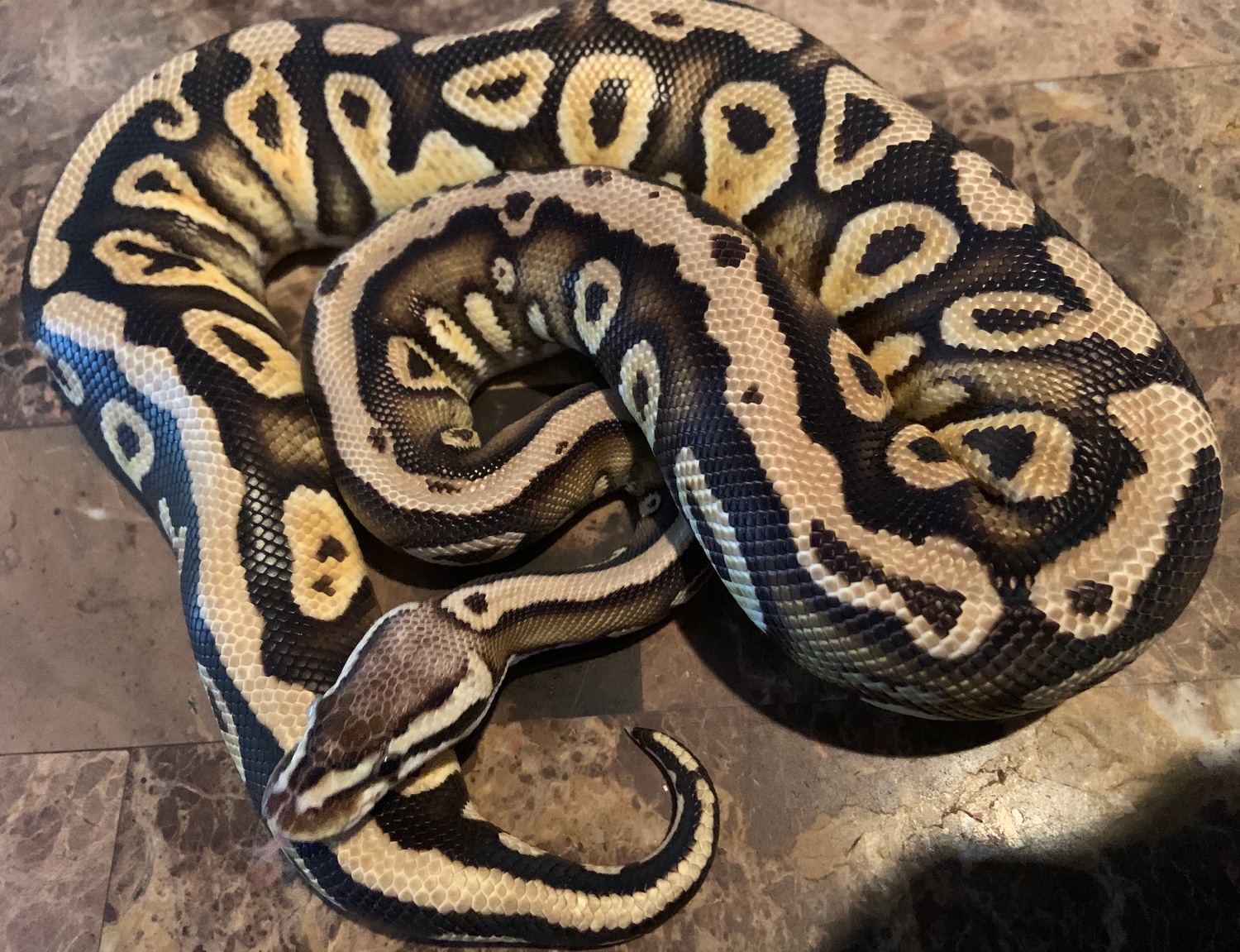 Pastel Yellowbelly Cypress Ball Python by Snake Room 305 - MorphMarket