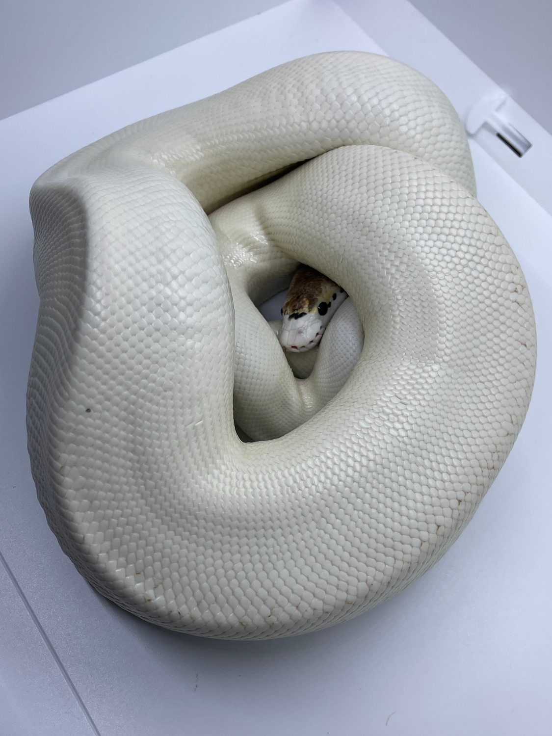 Proven Spied Ball Python by Snake Room 305 - MorphMarket