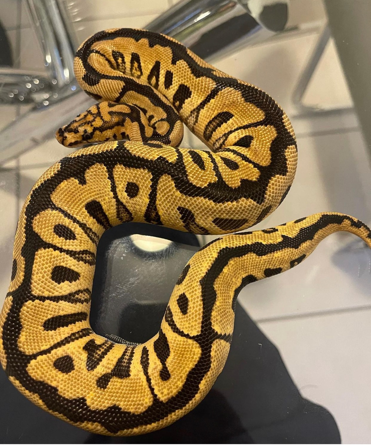 Orange Dream Spotnose Clown Possible Yellowbelly Ball Python by Snake ...