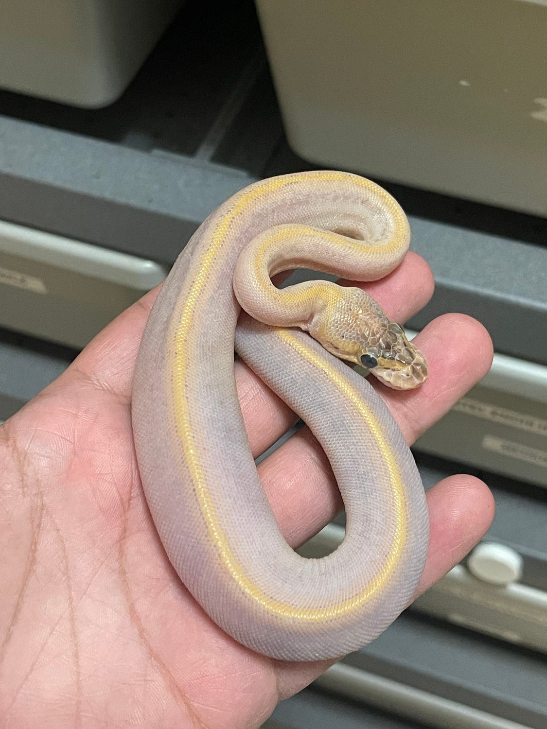 Redstripe Cypress Highway Ball Python by Snake Room 305 - MorphMarket