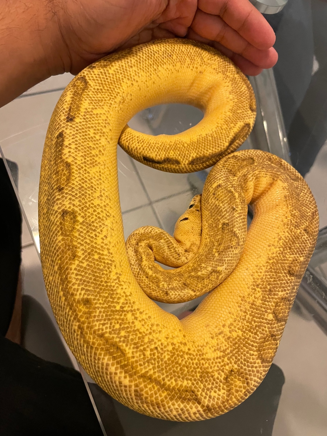 Pastel Enchi Leopard Clown Possible Gravel Ball Python by Snake Room ...