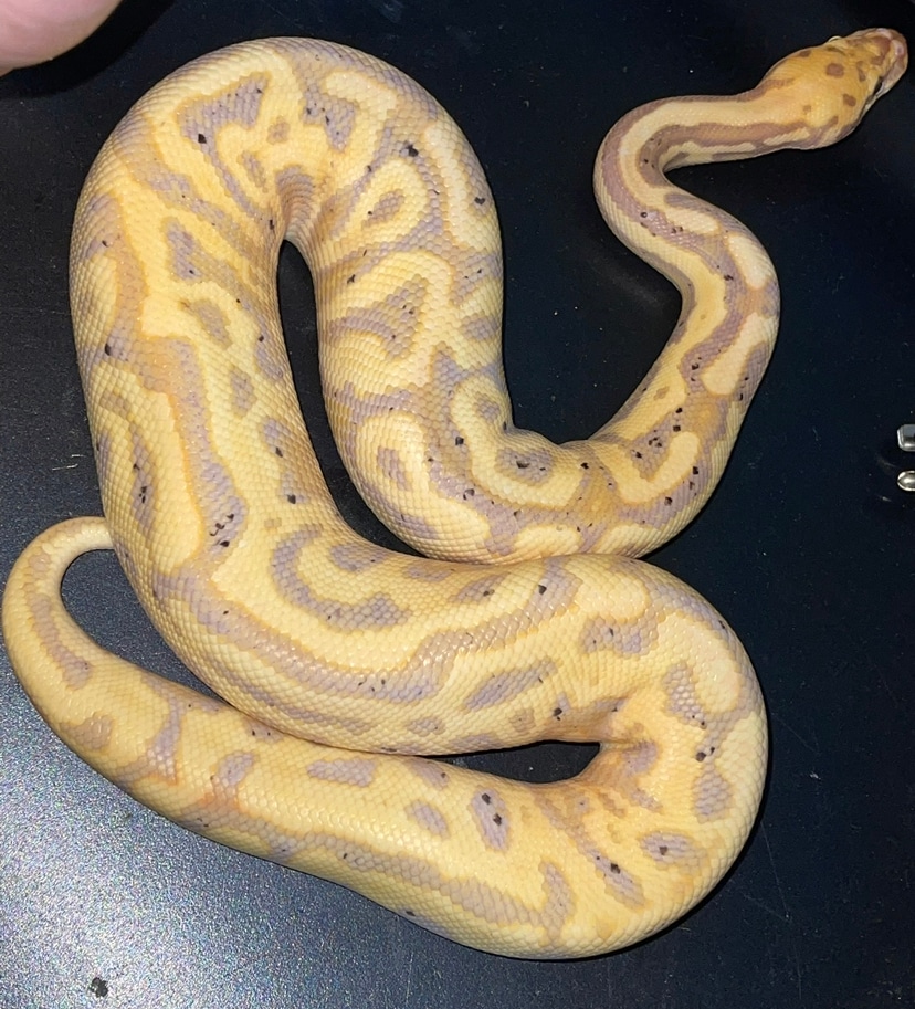 Banana Leopard Spotnose Yellowbelly 100% Het Clown(Female Maker) Ball ...