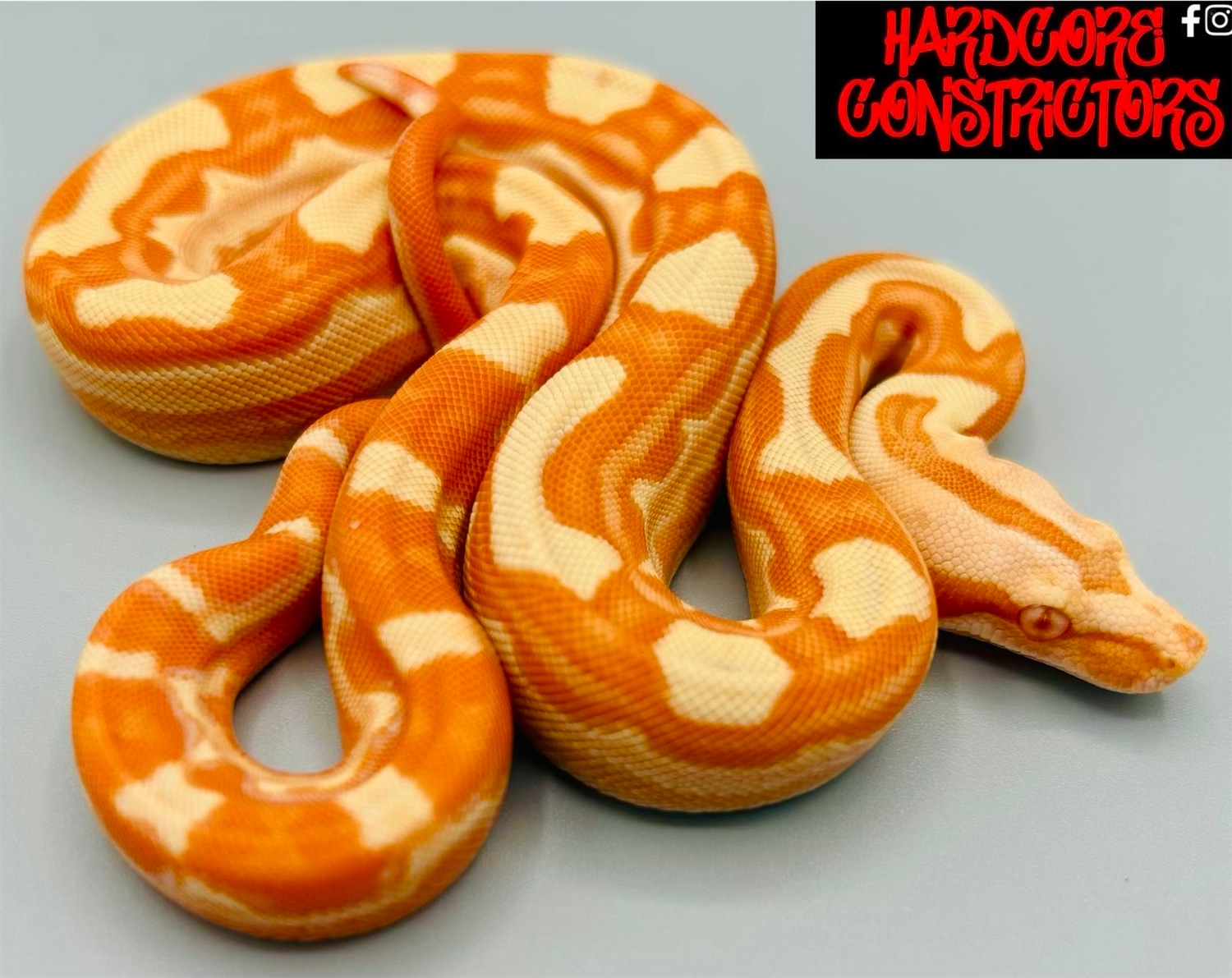 Sunglow Motley Boa Constrictor by Hardcore Constrictors - MorphMarket
