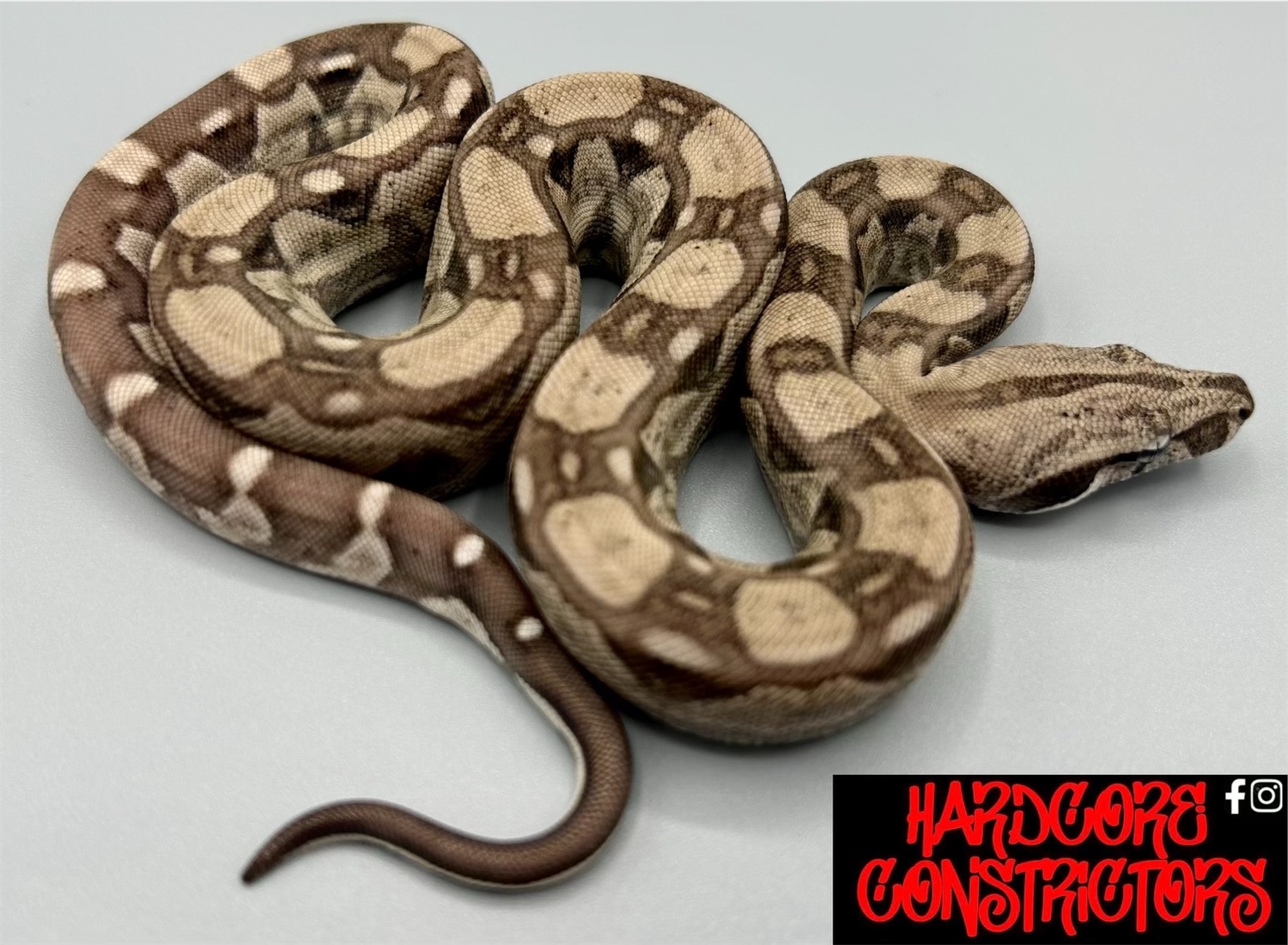 Aztec Ghost 100% Het Albino Boa Constrictor by Hardcore Constrictors - MorphMarket