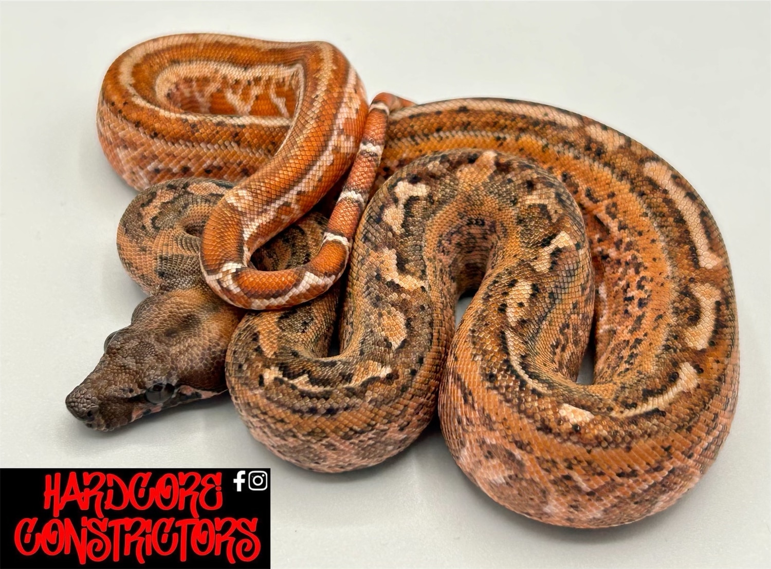 Hypo Leopard Boa Constrictor by Hardcore Constrictors - MorphMarket