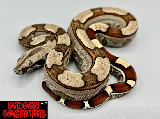 Roswell Ladder Tail 66% Het Albino (Kahl) Boa Constrictor by Hardcore ...