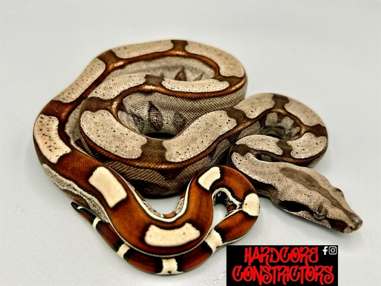 Roswell Ladder Tail 66% Het Albino (Kahl) Boa Constrictor by Hardcore ...