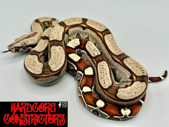 Roswell Ladder Tail 66% Het Albino (Kahl) Boa Constrictor by Hardcore ...