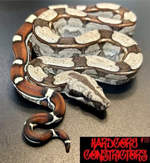 Roswell Ladder Tail 66% Het Albino (Kahl) Boa Constrictor by Hardcore ...