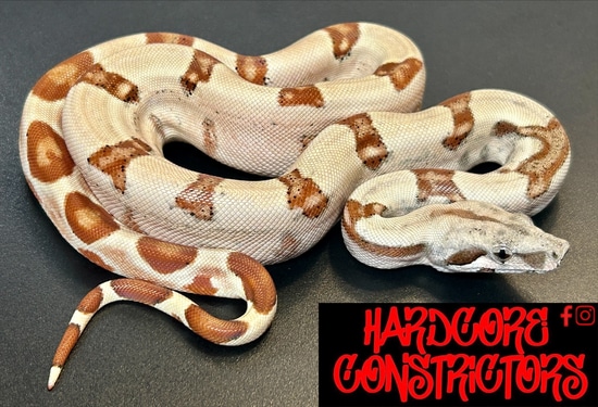 Super Hypo Jungle 100% Het Albino (Kahl) Possible Het VPI Boa Constrictor by Hardcore Constrictors
