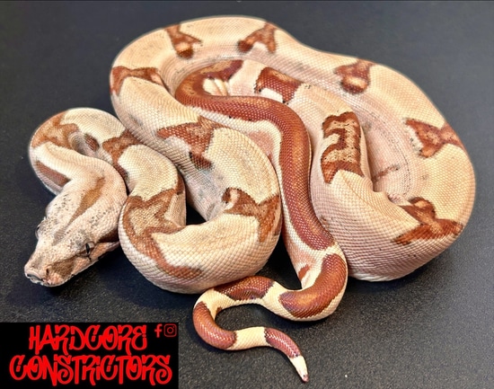 Super Hypo Jungle 100% Het Albino (Kahl) Possible Het VPI Boa Constrictor by Hardcore Constrictors