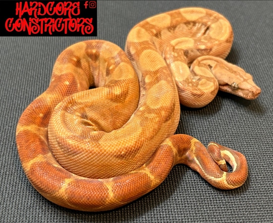T + Sunglow 100% Het Blood Boa Constrictor by Hardcore Constrictors