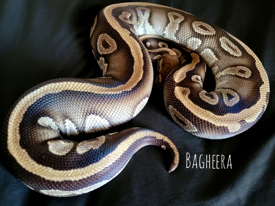 Mystic Het Piebald Ball Python by Stargazer Snakes