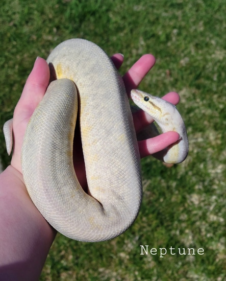 Super Pastel Cinnamon Leopard Spider Double Het Genetic Stripe Hypo ...