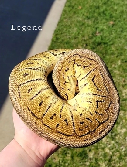 Super Pastel Pinstripe DBL Het Axanthic(VPI) Clown Ball Python by ...