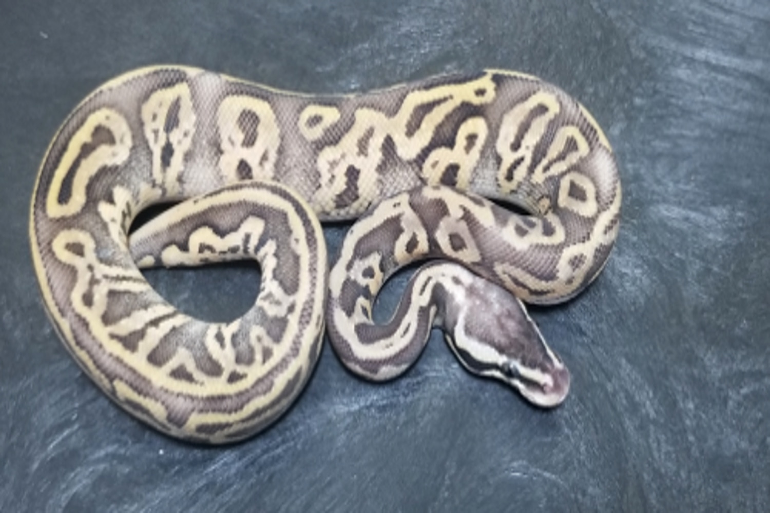 Super Pastel Butter Leopard Ball Python by Nyoka Ball Pythons - MorphMarket