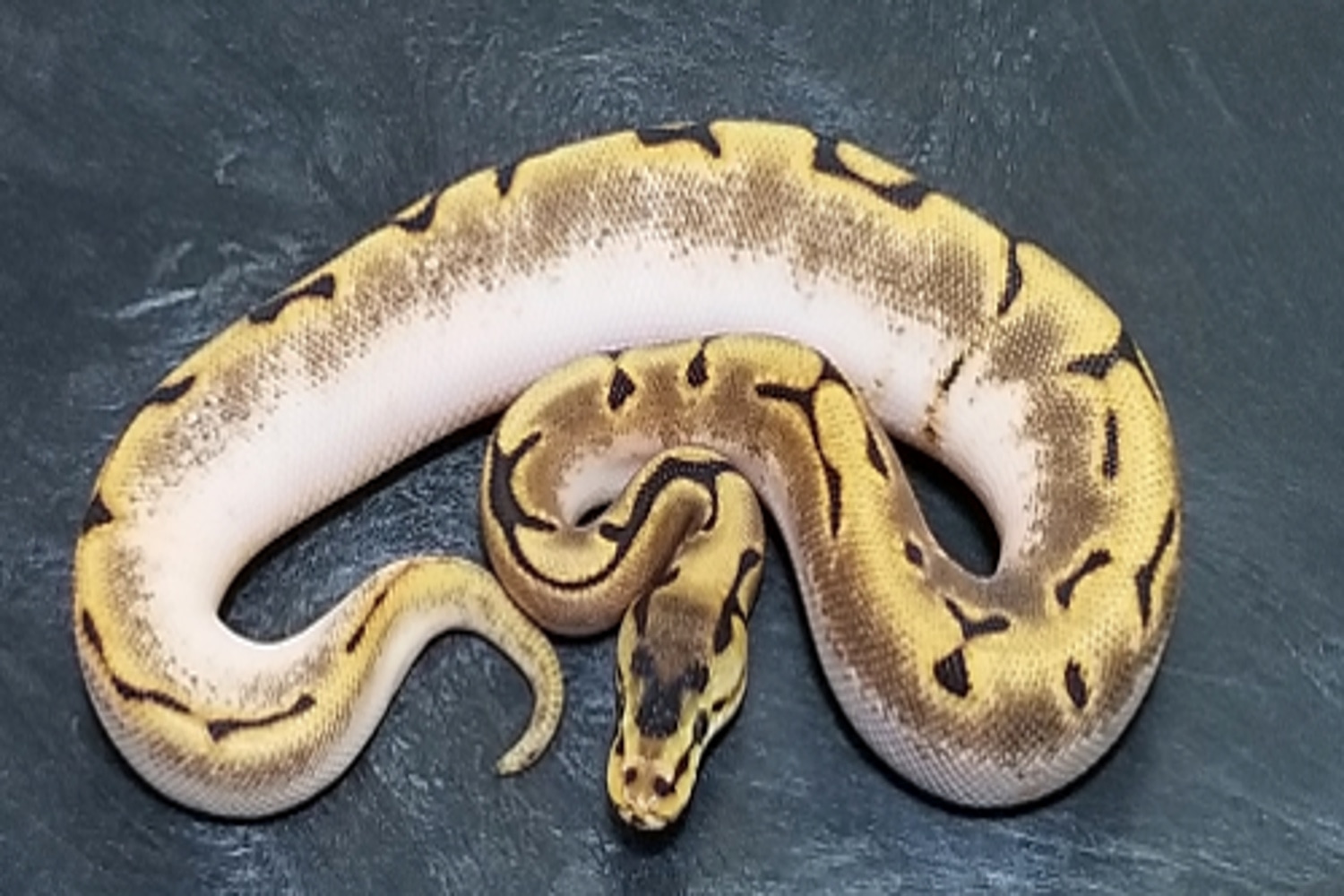 Enchi Sugar Spider Ball Python by Nyoka Ball Pythons - MorphMarket