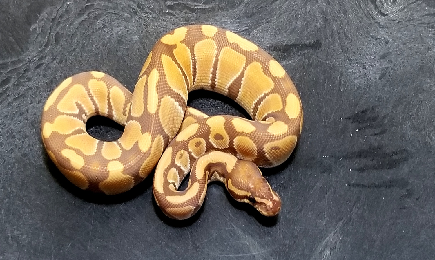 2021 Male Ultramel Ball Python by Nyoka Ball Pythons - MorphMarket