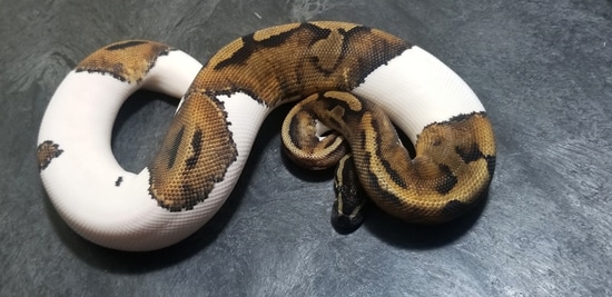 Female Pied Ball Python by Nyoka Ball Pythons