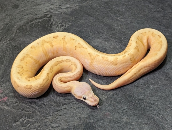 Female OD Calico Pastel Pin YB Ball Python by Nyoka Ball Pythons