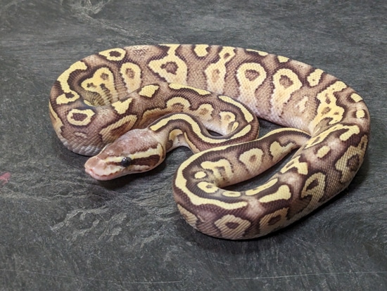 Female Pastave Fire Ball Python by Nyoka Ball Pythons