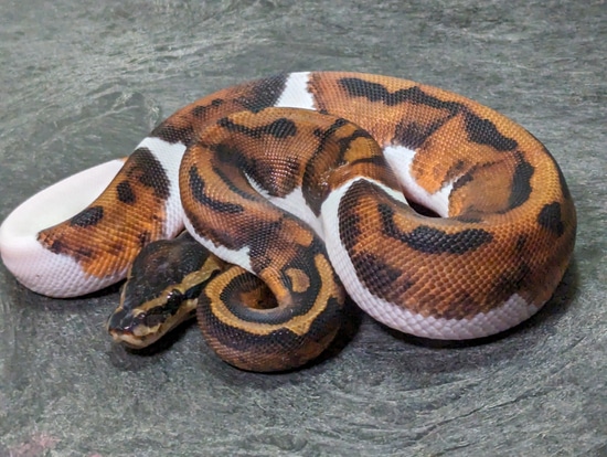 Female Pied Ball Python by Nyoka Ball Pythons
